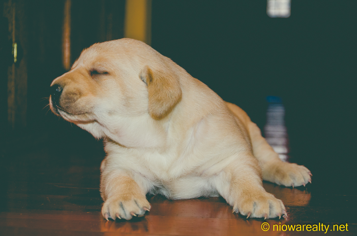Blubbery-Fat Puppy - Holtz Realty