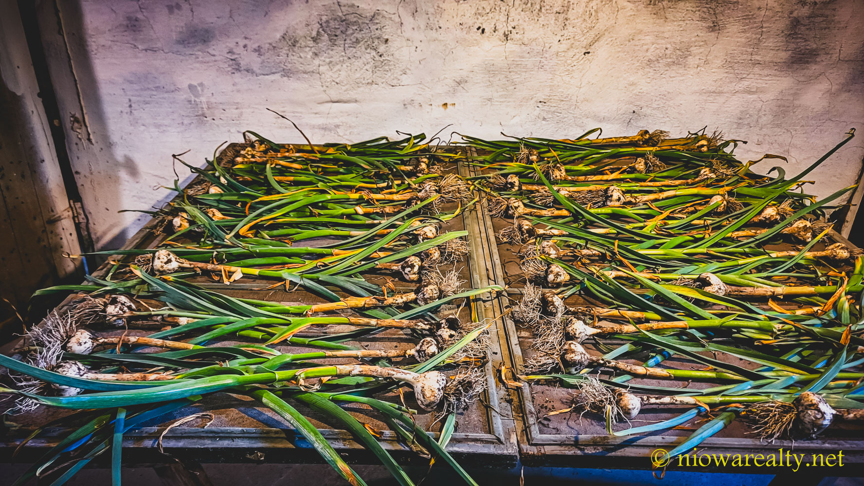 Fifty Bulbs On The Drying Table - Holtz Realty