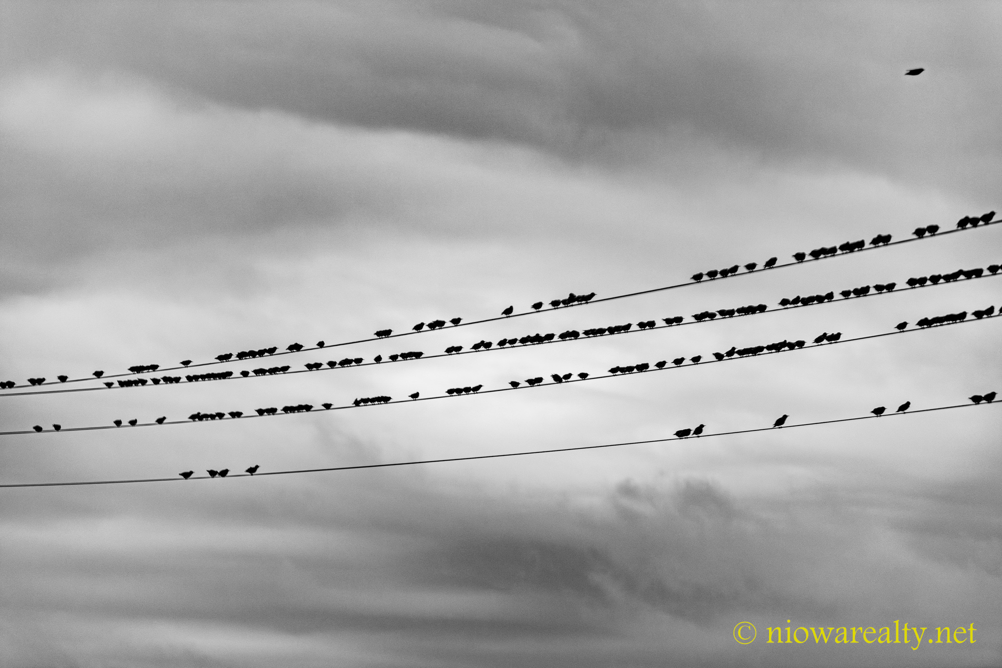 A Big Whoopty Doo - Holtz Realty