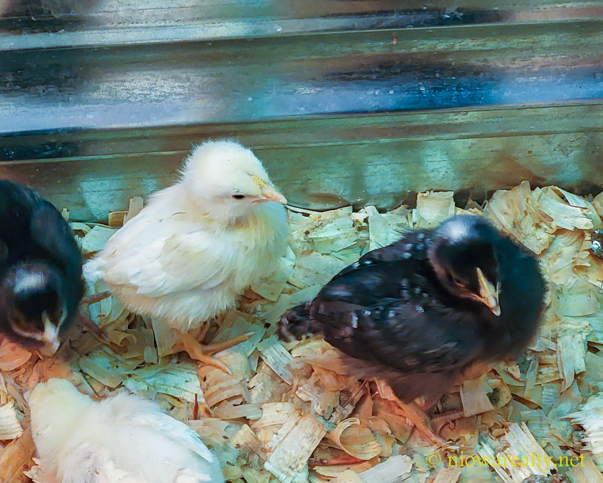 The Peeps Are Back - Holtz Realty