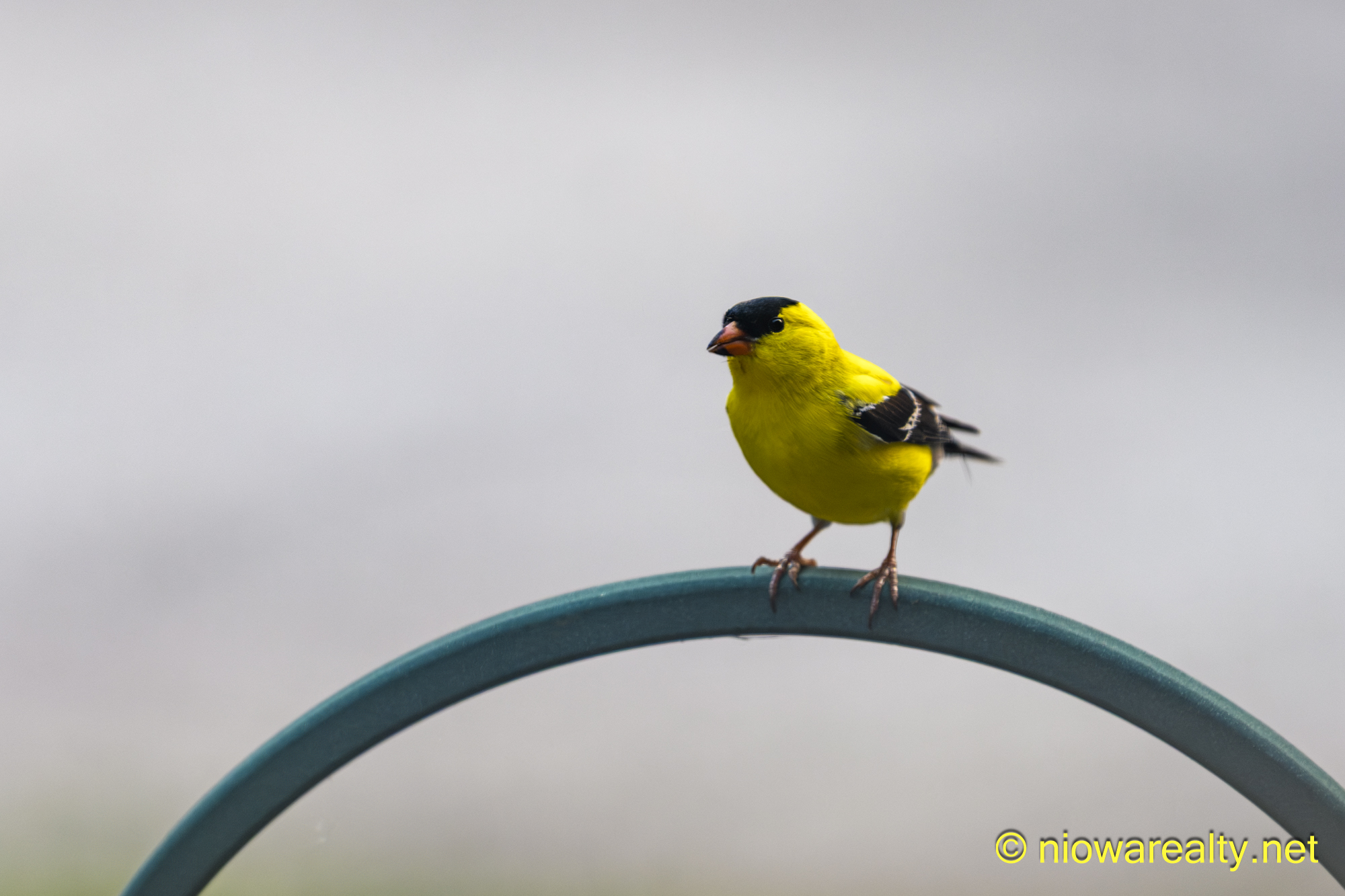 Dubbed The Showroom Model - Holtz Realty