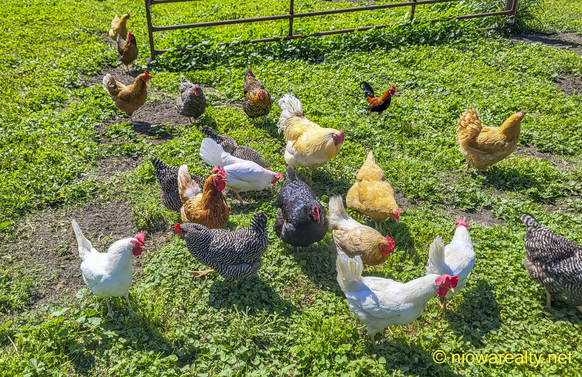Universal Pecking Order - Holtz Realty